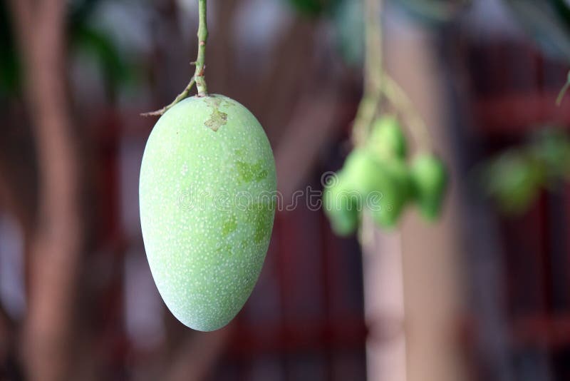 Mango is the Fruit that Has Sour. Stock Image - Image of healthy, diet ...
