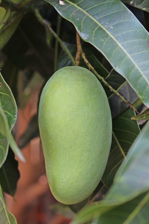 Mango is the Fruit that Has Sour. Stock Image - Image of food, close ...