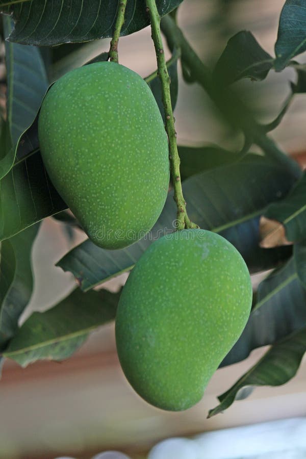 Mango is the Fruit that Has Sour. Stock Image - Image of food, close ...