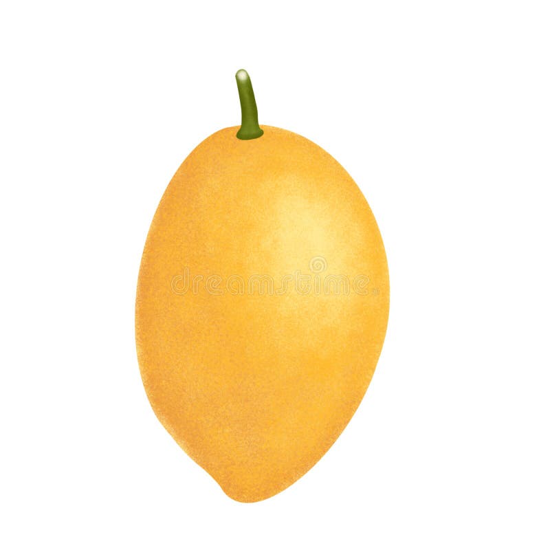 Mango Illustration Isolated on White Background Color Painting Stock ...