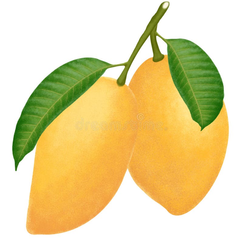 Mango Illustration Isolated on White Background Color Painting Stock ...