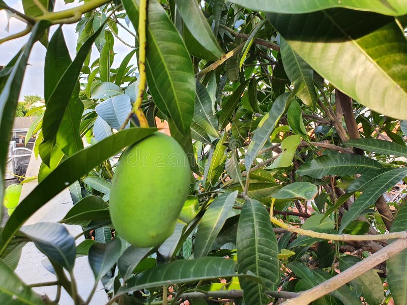 Mango Fruit from the Indonesian Stock Image - Image of mango ...