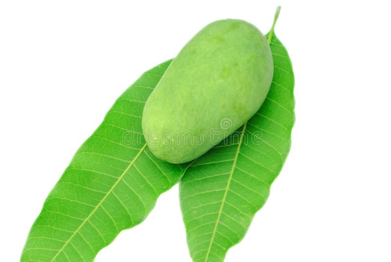 Mango fruit isolated stock image. Image of broken, healthy - 42815865