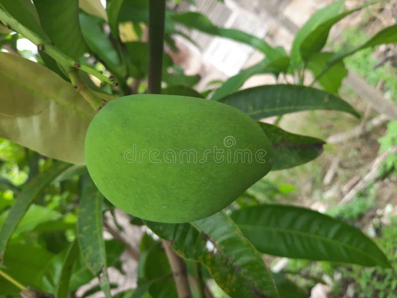 Mango Fruit Layout with Green Leaves. Concept Nature Stock Photo ...