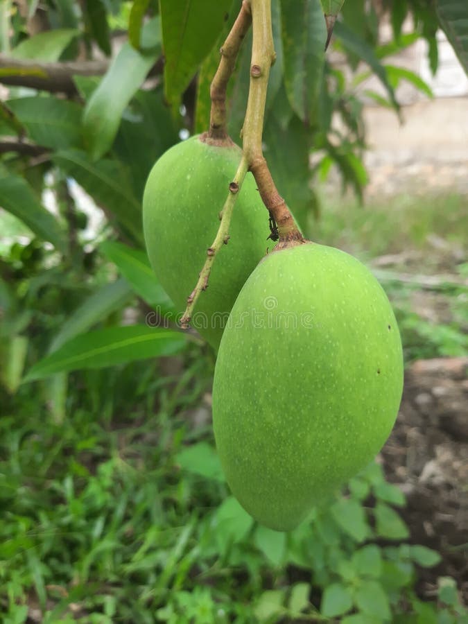 Mango Fruit Layout with Green Leaves. Concept Nature Stock Image ...