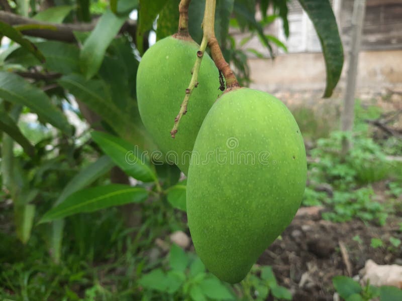 Mango Fruit Layout with Green Leaves. Concept Nature Stock Photo ...