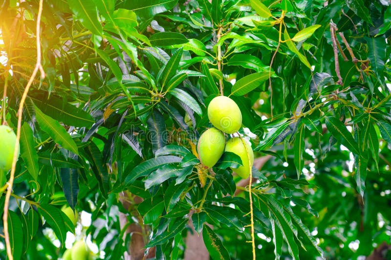 Mango Fruit Layout with Green Leaves, Nature Concept. Stock Image ...