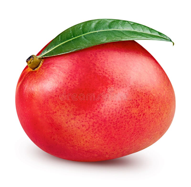 Mango leaf isolated stock image. Image of diet, juicy - 119280139
