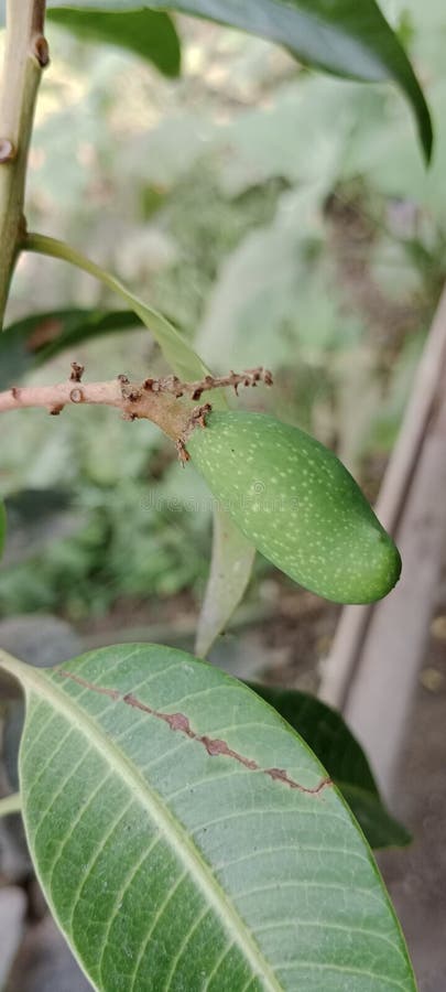 Mango Fruit and Leaves on Dark Green Background Stock Photo - Image of ...