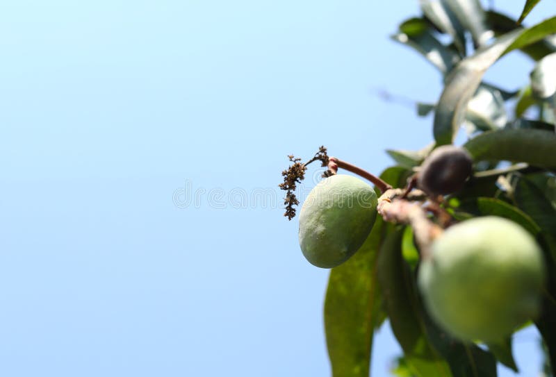 Mango Fruit and Leaves at Mango Tree with Blue Sky Background Stock ...