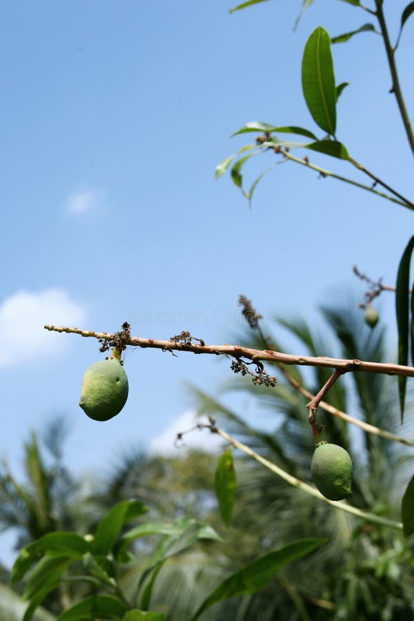 Mango Fruit and Leaves at Mango Tree with Blue Sky Background Stock ...