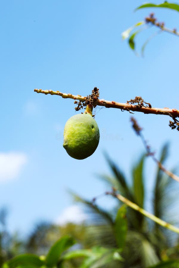 Mango Fruit and Leaves at Mango Tree with Blue Sky Background Stock ...