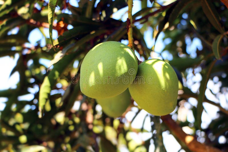 Mango Fruit and Leaves on Mango Tree Stock Image - Image of asian, tree ...