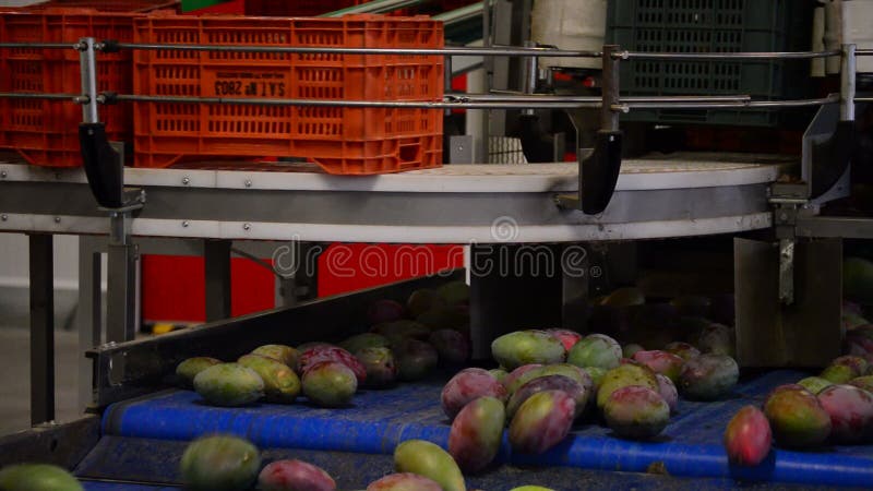 Mango Fruit in Line of Packaging Industrial Stock Video - Video of ...