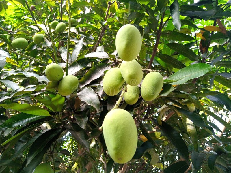 Mango Fruit that Looks Still Green Stock Photo - Image of fruit, flower ...