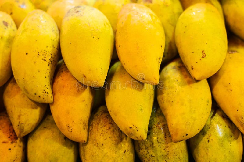 Mango fruit stock image. Image of fruits, mangos, juicy - 90760675