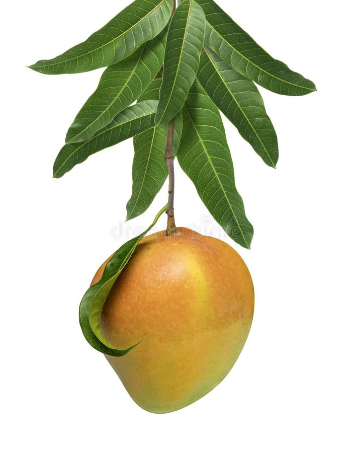 Mango Fruit on a Mango Bunch Isolated on White Background, R2E2 Mango ...