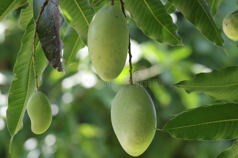 Mango Fruit on the Mango Tree in the Backyard Green Mango on the Tree ...