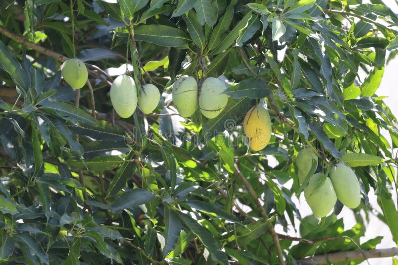 Mango Fruit on the Mango Tree in the Backyard Green Mango on the Tree ...
