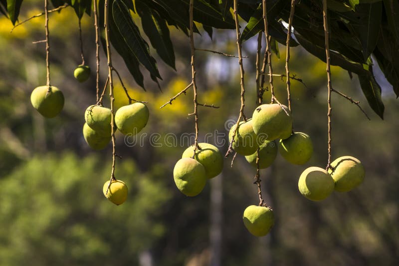 Mango is the Fruit of the Mango Tree (Mangifera Indica L.), a Fruit ...