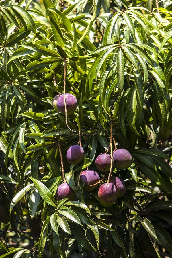 Mangifera Indica L Stock Illustrations – 2 Mangifera Indica L Stock ...