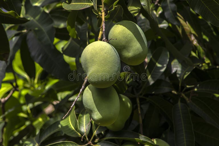 Mango is the Fruit of the Mango Tree (Mangifera Indica L.), a Fruit ...