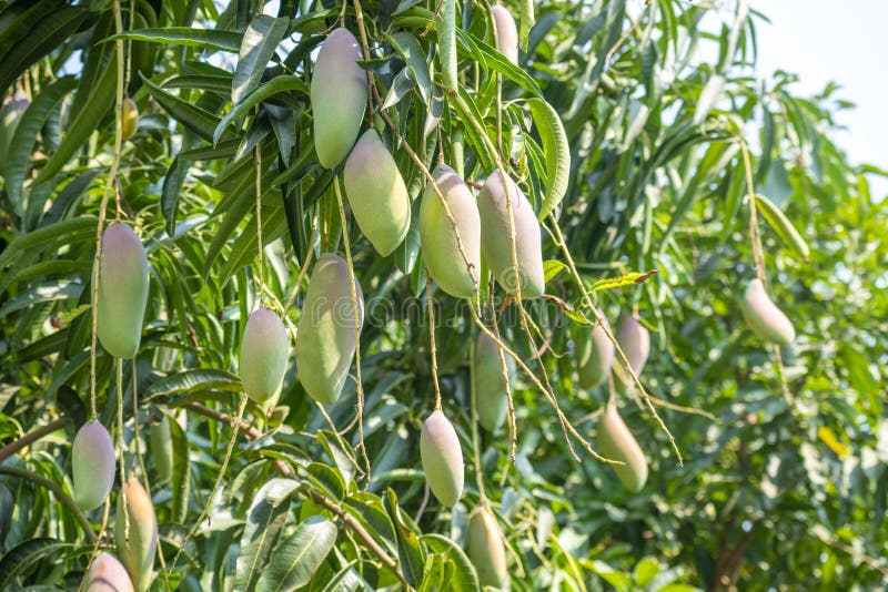 Mango Fruit on a Mango Bunch Isolated on White Background, R2E2 Mango ...