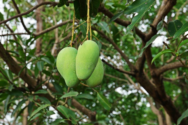 Mango Fruit Damage from Plant Disease Stock Photo - Image of overripe ...