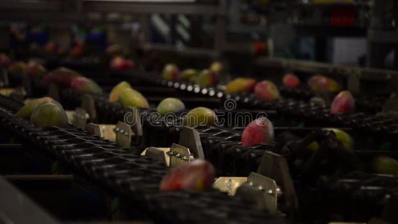 Mangoes in a Industrial Line Fruit Grader Stock Video - Video of horto ...