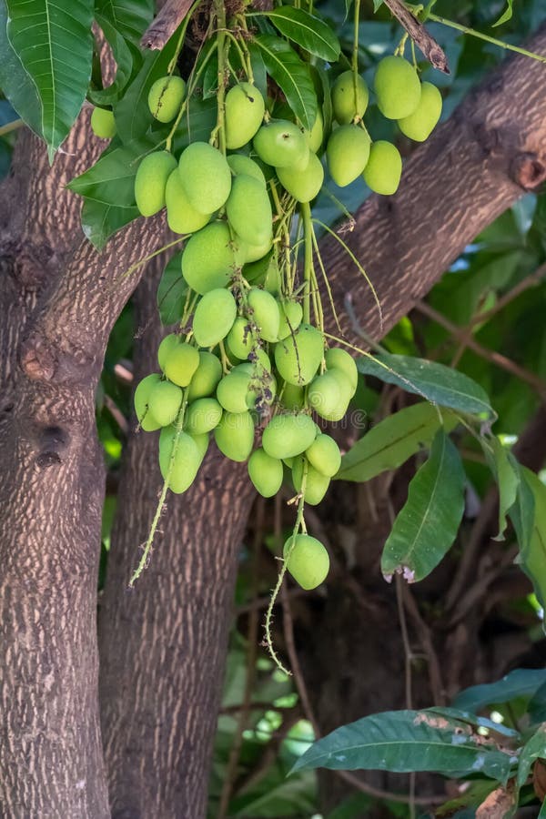 Mango Fruit Named Kaew Mango Stock Image - Image of natural, mango ...