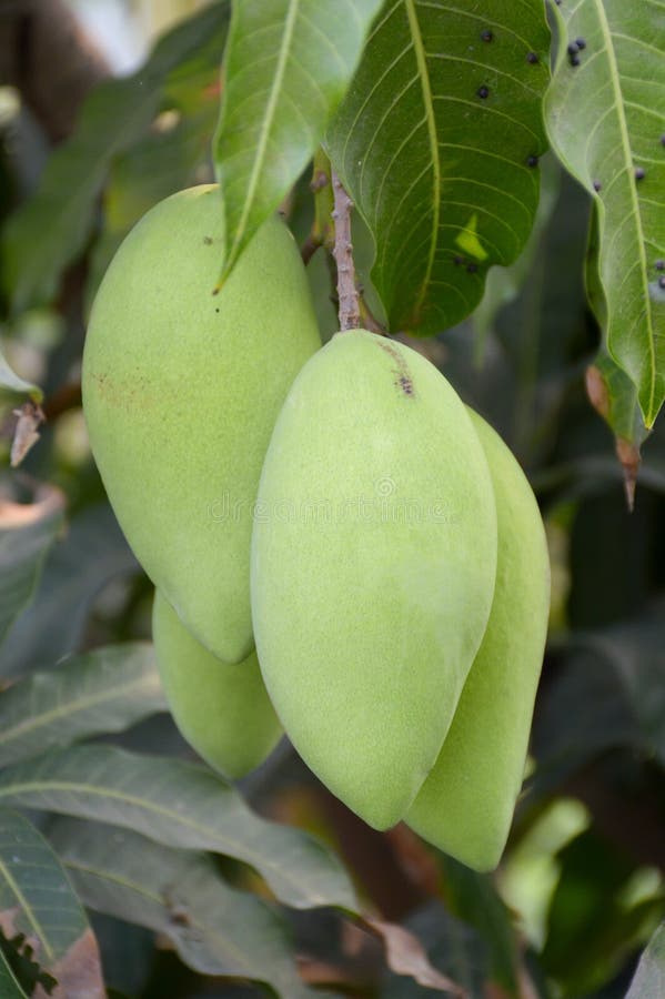 Mango Fruit in Nature Garden Stock Image - Image of organic, plantation ...