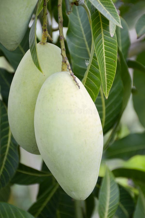Mango Fruit in Nature Garden Stock Image - Image of nature, sweet: 95181185
