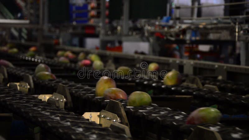 Mango Fruit in Pack Line of Packaging Industrial Stock Footage - Video ...
