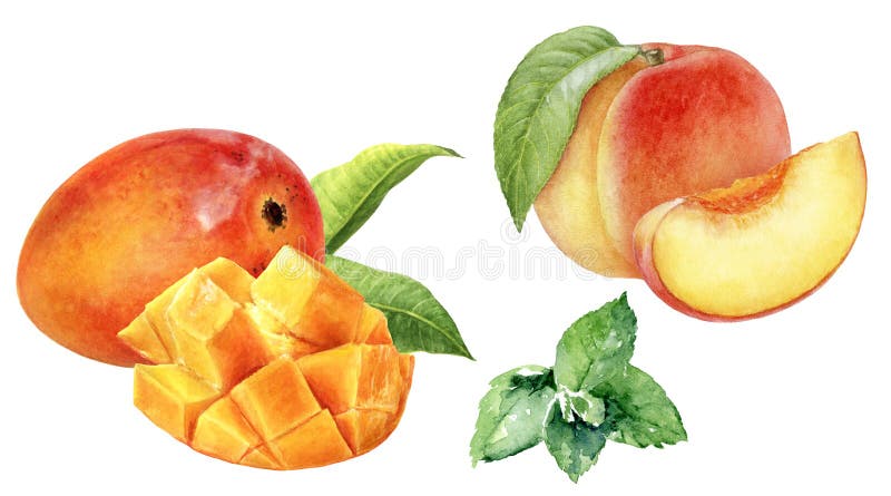 Peach Mango Set Watercolor Isolated on White Background Stock ...