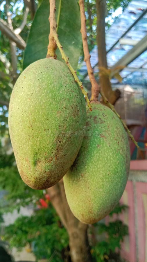 Mango Fruit Planted in Front of the House Stock Photo - Image of nature ...