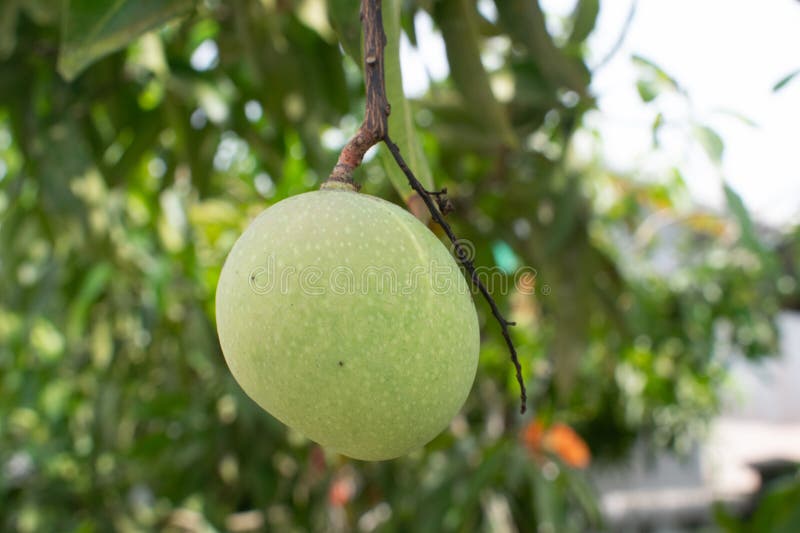 Mango Fruit Still Hanging from the Tree Stock Image - Image of green ...
