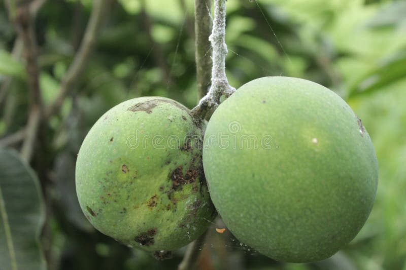 Mango Fruit Still on the Tree in Indonesia Stock Image - Image of food ...