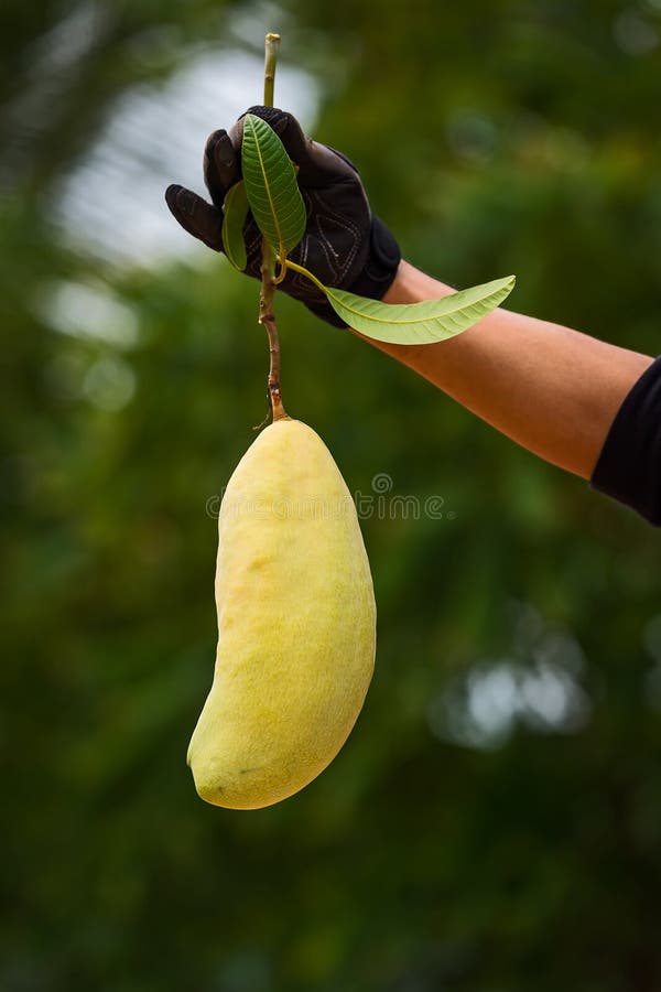 Mango Red Ivory Isolated on White Background Stock Photo - Image of ...