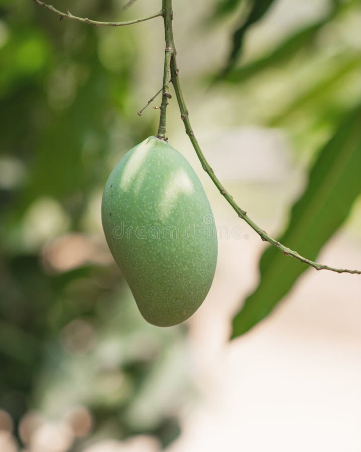 3,204 Sour Raw Green Mango Stock Photos - Free & Royalty-Free Stock Photos from Dreamstime
