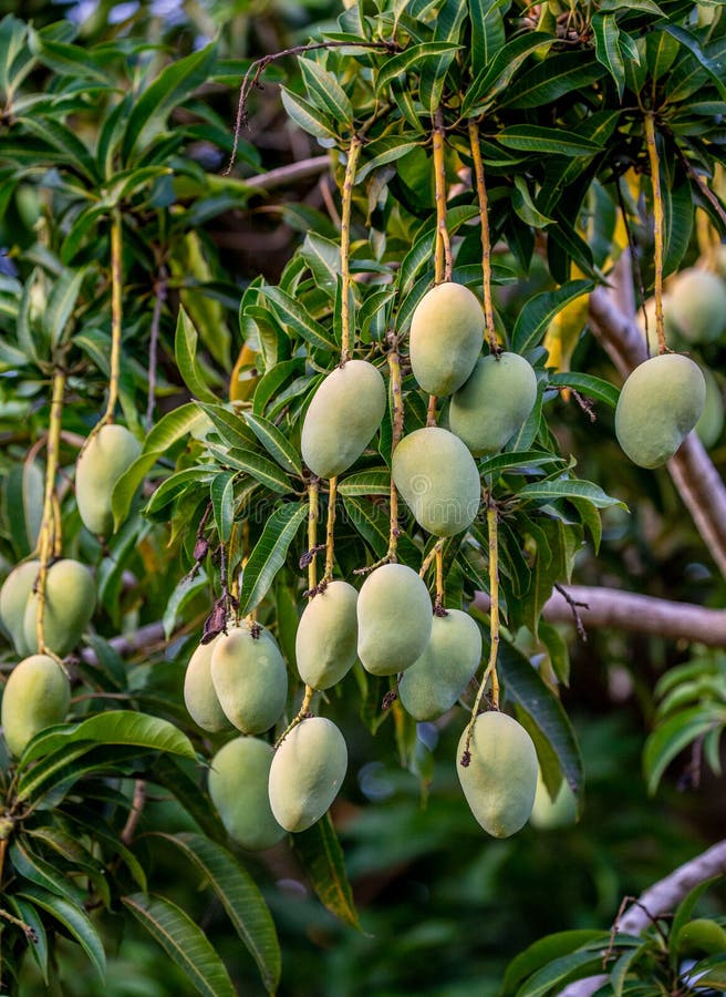 Mango Fruit on the Tree. Close-up Stock Image - Image of nature, plant ...