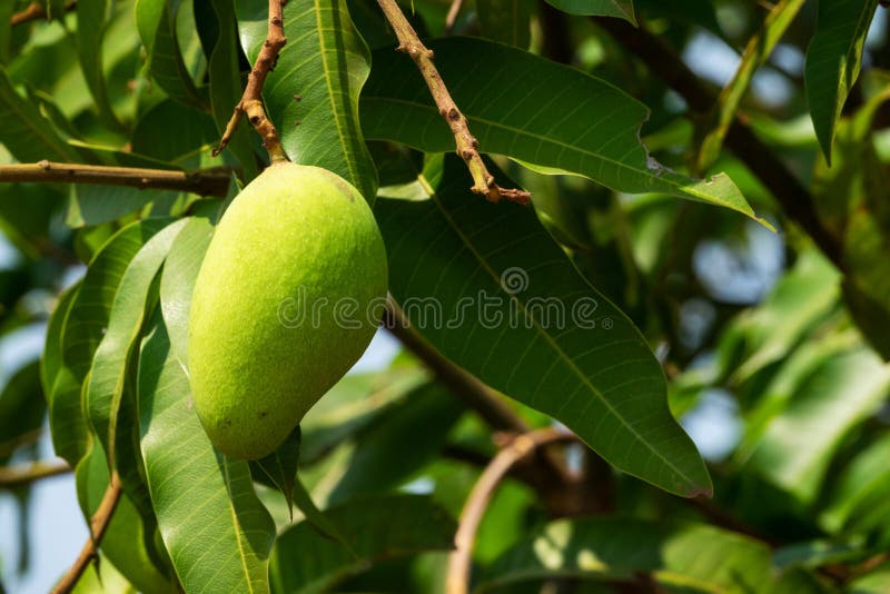 Mango Fruit Tree stock photo. Image of freshness, hanging - 154246700
