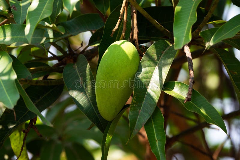 Tropical Hanging Epiphytes in Tree in Grande Riviere Village in ...