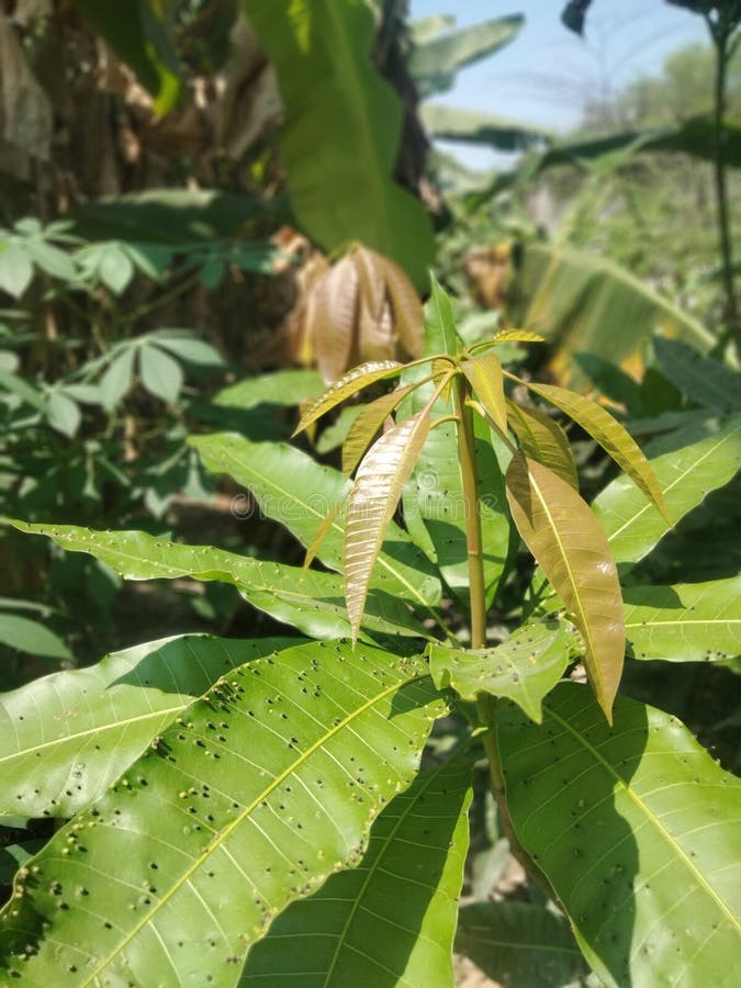 Mango Fruit Trees in Season Stock Photo - Image of leaf, trees: 329085568