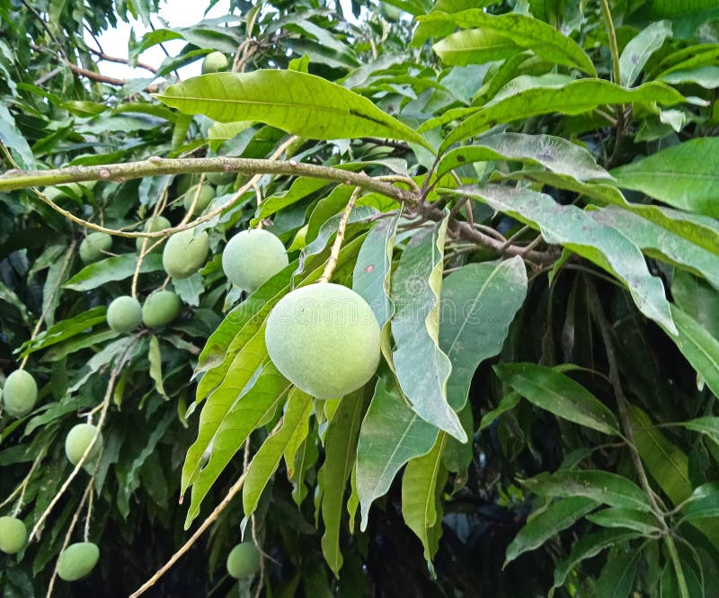 The Mango Fruit is Unique and Small Stock Image - Image of leaf, green ...
