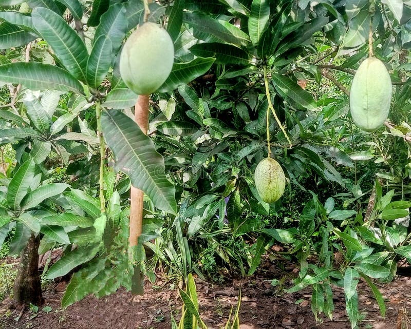 Mango Fruit is a Very Sweet Tropical Fruit. Stock Photo - Image of ...