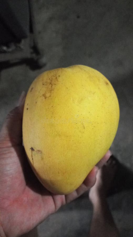 Mango Fruit with a Yellow Color and Has Thick Flesh Stock Image - Image ...