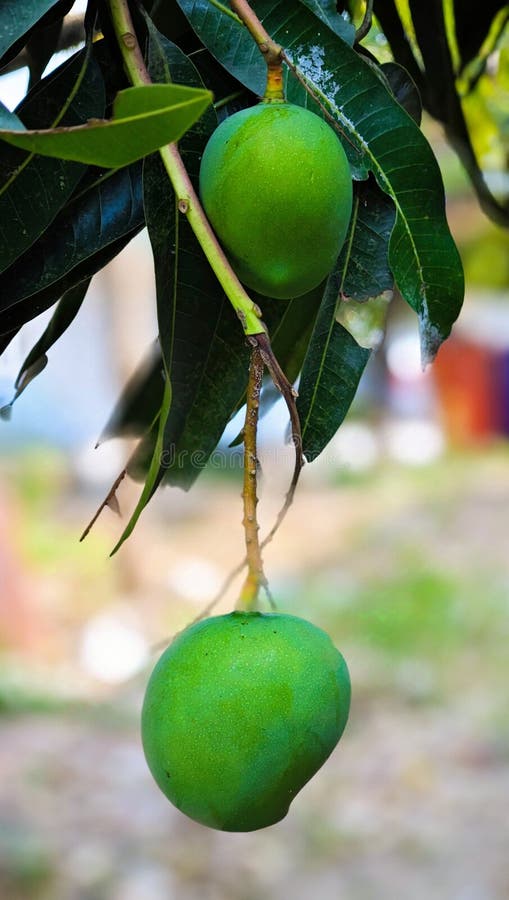 Mango Fruit Young Palembang City Stock Photo - Image of city, palembang ...