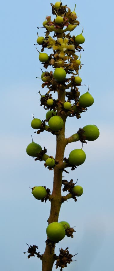 Mango Fruits Developing from Flowers in Natural Ways Stock Photo ...