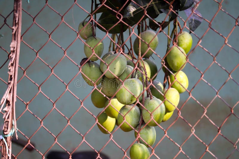 Mango Fruits Hanging on the Chain Link Fence in the Garden Stock Image ...