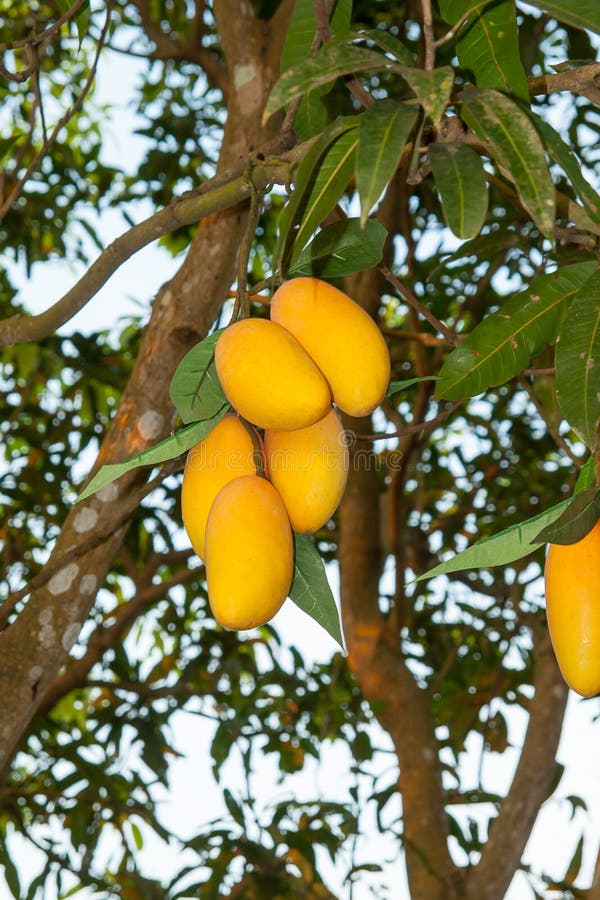Mango Fruits Are Hanging On The Tree Stock Image - Image of plant ...